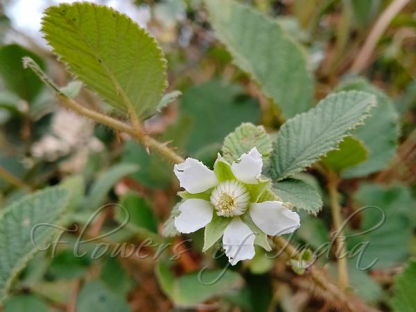 Rubus Ellipticus